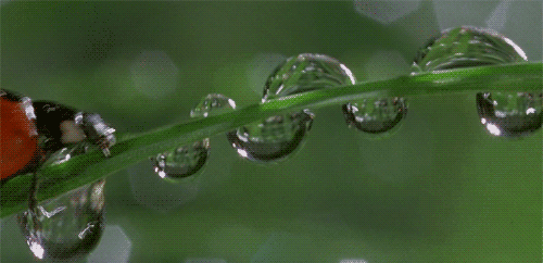 Ladybug drops water GIF - Find on GIFER