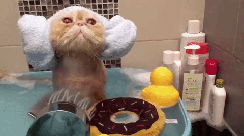 Cat animals adorable GIF - Find on GIFER