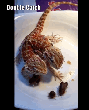GIF snatch - animated GIF on GIFER