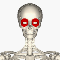 Anatomy GIF - Find on GIFER
