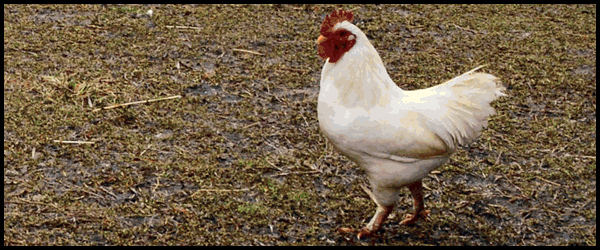 Chicken GIF - Find on GIFER