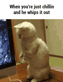 GIF chillin - animated GIF on GIFER