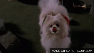 GIF slay - animated GIF on GIFER
