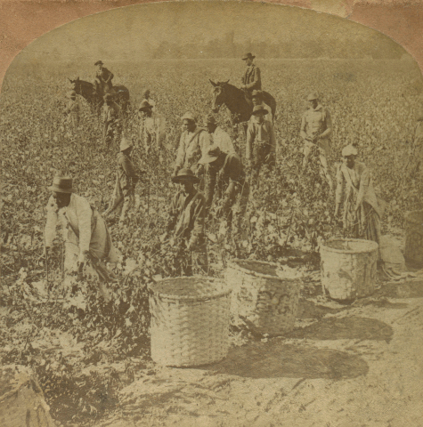 GIF cotton - animated GIF on GIFER