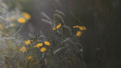 Poldark ross x demelza GIF - Find on GIFER
