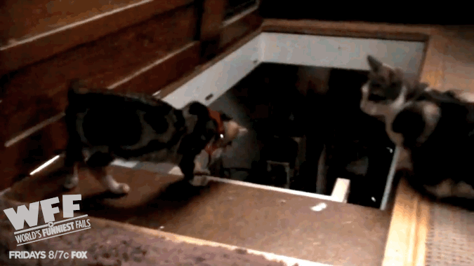 Funniest fails GIF - Find on GIFER
