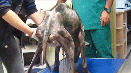 Starving GIF - Find on GIFER