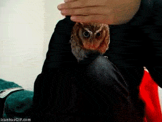 Gif Animado Curioso Animated GIFs :: Behance