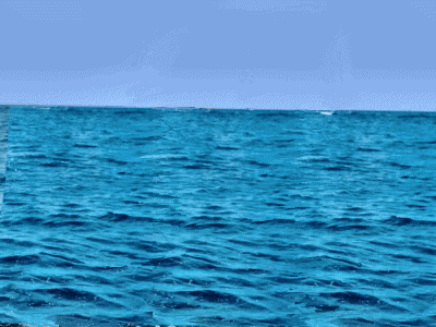 Dolphin blue funny GIF - Find on GIFER