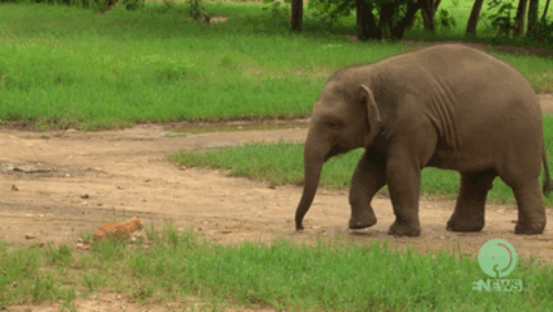Elephant GIF - Find on GIFER