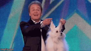 Talent GIF - Find on GIFER