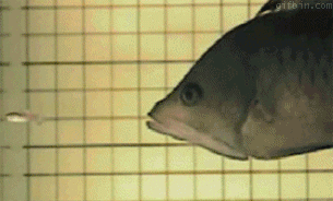 Fish small eats GIF - Find on GIFER