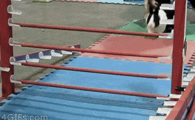 Over it GIF - Find on GIFER