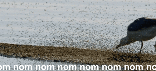 GIF something rice - animated GIF on GIFER