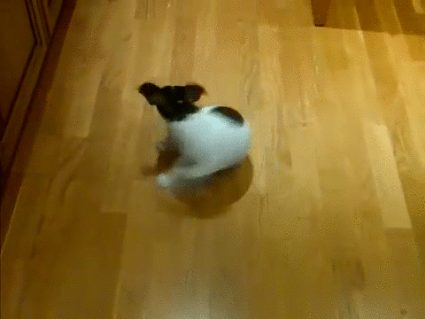 Chasing GIF - Find on GIFER