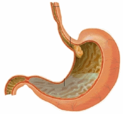 GIF stomach - animated GIF on GIFER