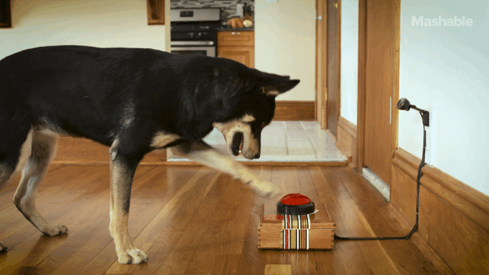 Hack dog selfie GIF - Find on GIFER