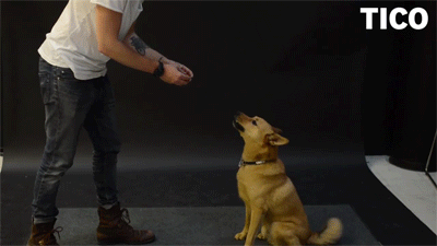 Dogs trick GIF - Find on GIFER