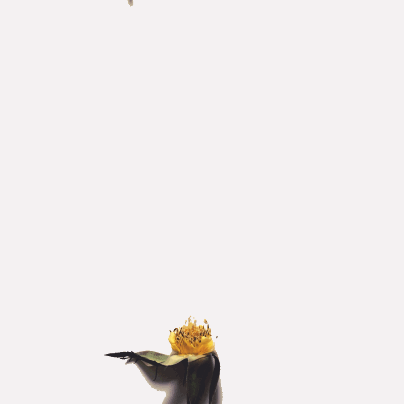 Tpr GIF - Find on GIFER