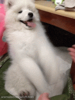 High five dog GIF on GIFER - by Malodwyn