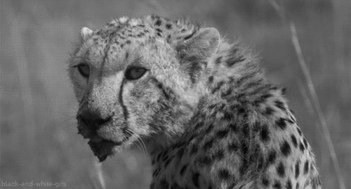 Cheetah cat animals GIF - Find on GIFER
