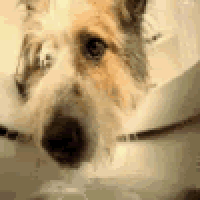 Rabid dog GIF - Find on GIFER