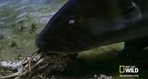 Animals nat geo wild GIF - Find on GIFER