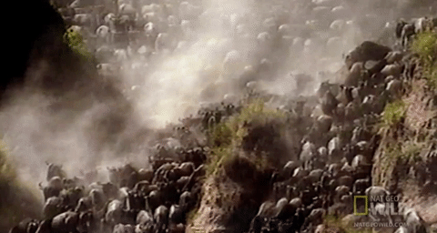 Nat geo wild animals deadly GIF - Find on GIFER