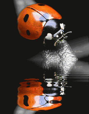 Insects GIF - Find on GIFER