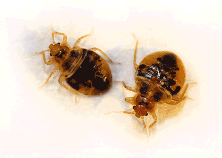 GIF entomology - animated GIF on GIFER