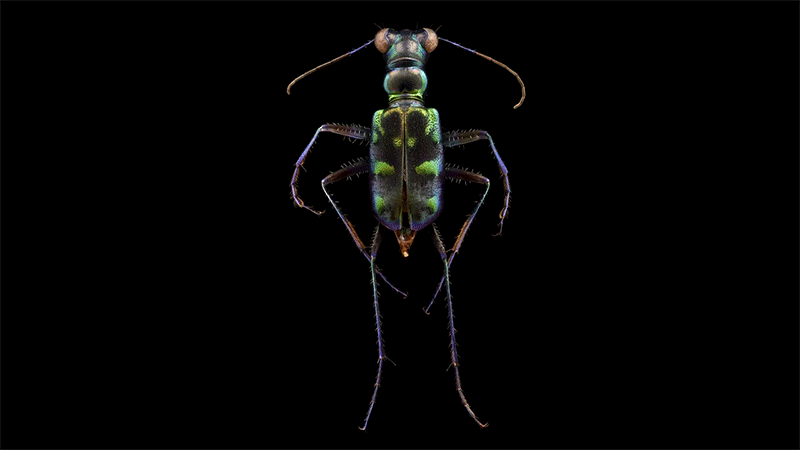Entomology GIF - Find on GIFER