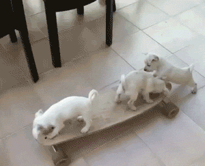 Trabalho Em Equipe Engracado Gif Animado Vetores De Gif Animado