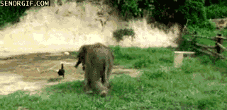 GIF animals nature epic - animated GIF on GIFER