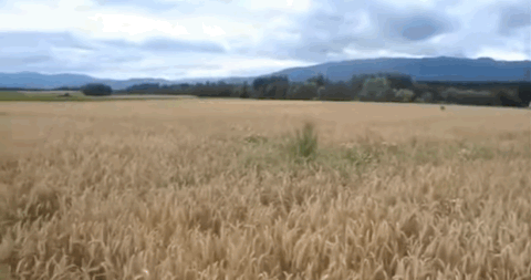 Field GIF - Find on GIFER