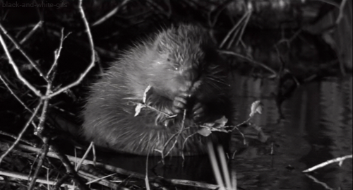 Animals beaver rodent GIF - Find on GIFER
