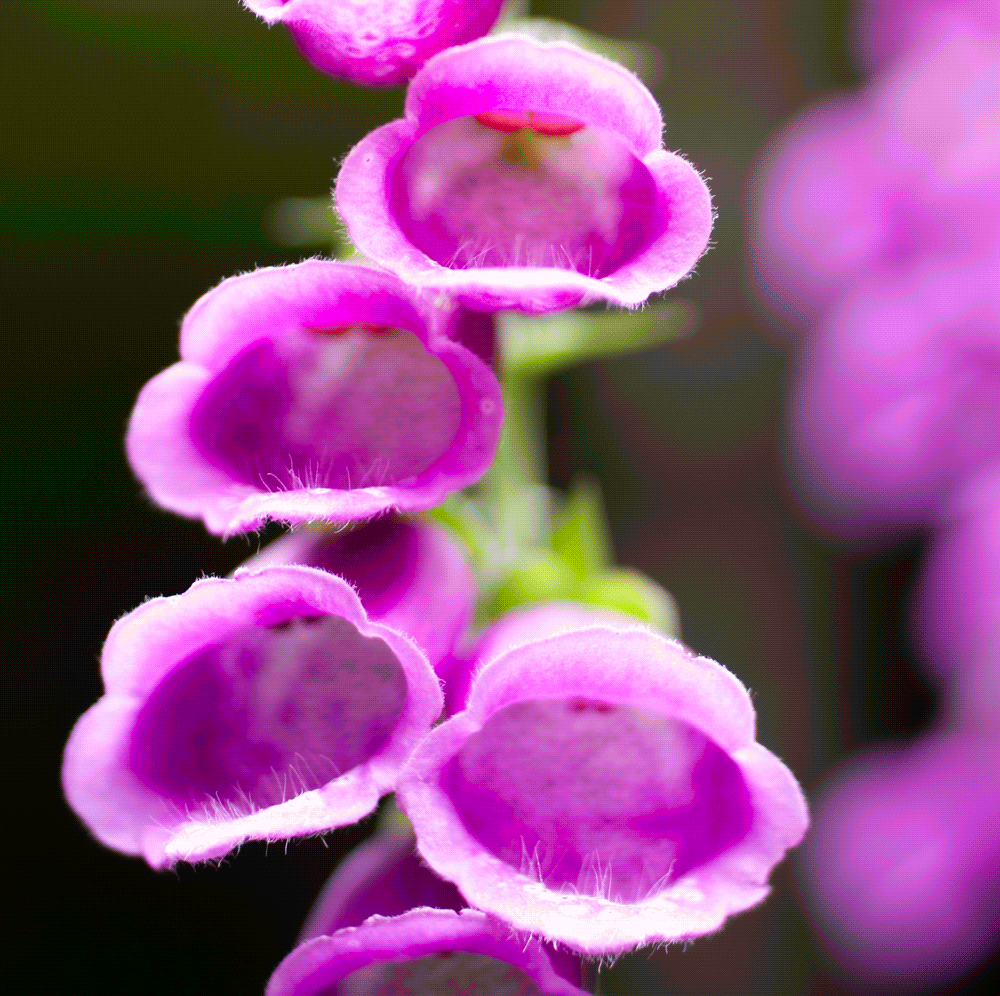 GIF flora - animated GIF on GIFER