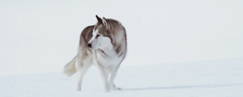 Husky GIF - Find on GIFER