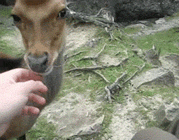 Deer pleases GIF - Find on GIFER