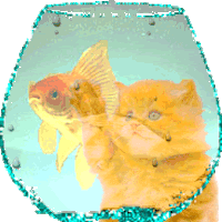 Goldfish GIF - Find on GIFER