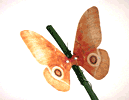 Moth GIF - Find on GIFER
