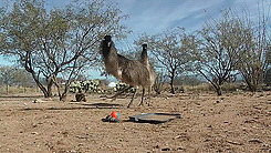 Weasel GIF - Find on GIFER