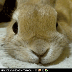GIF sniff - animated GIF on GIFER