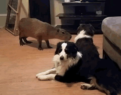 Sniffing GIF - Find on GIFER