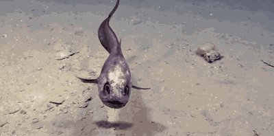 Fishy GIF - Find on GIFER