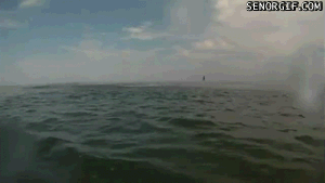 GIF wtf nature fish - animated GIF on GIFER