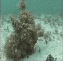 Cuttlefish GIF - Find on GIFER