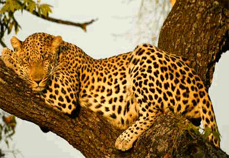 Leopard GIF - Find on GIFER