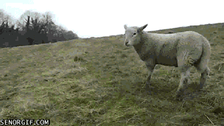 Play sheep GIF - Find on GIFER