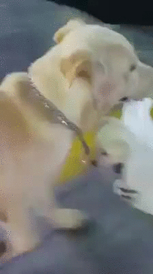 Benji From Pitch Perfect