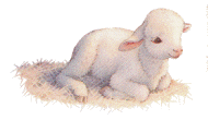 Lamb GIF - Find on GIFER